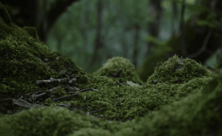 What Does It Mean to Feel Grounded? (And How to Get There) | myeverroot.com